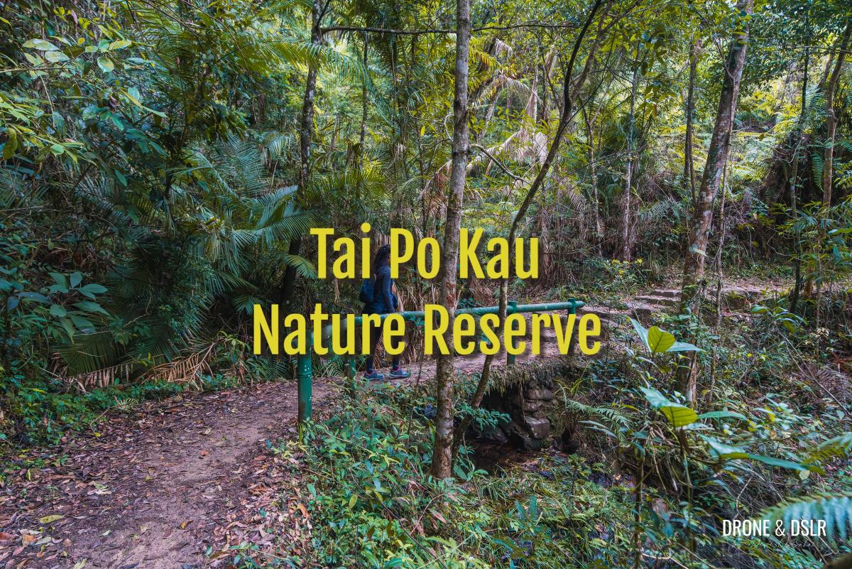 Tai Po Kau Nature Reserve - Escape to Tranquil Forest Walks | Drone & DSLR