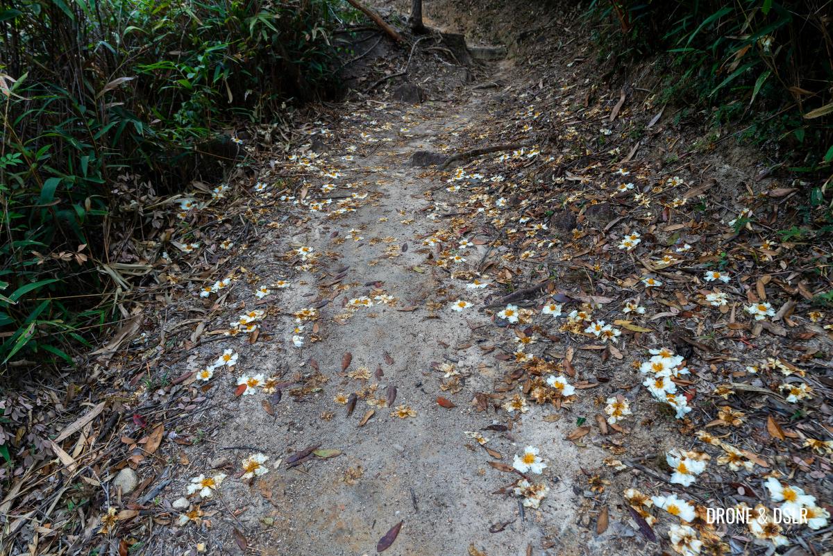 Fu Tei Country Trail Hike (with Kwun Yam Shan Detour), Tuen Mun | Drone ...